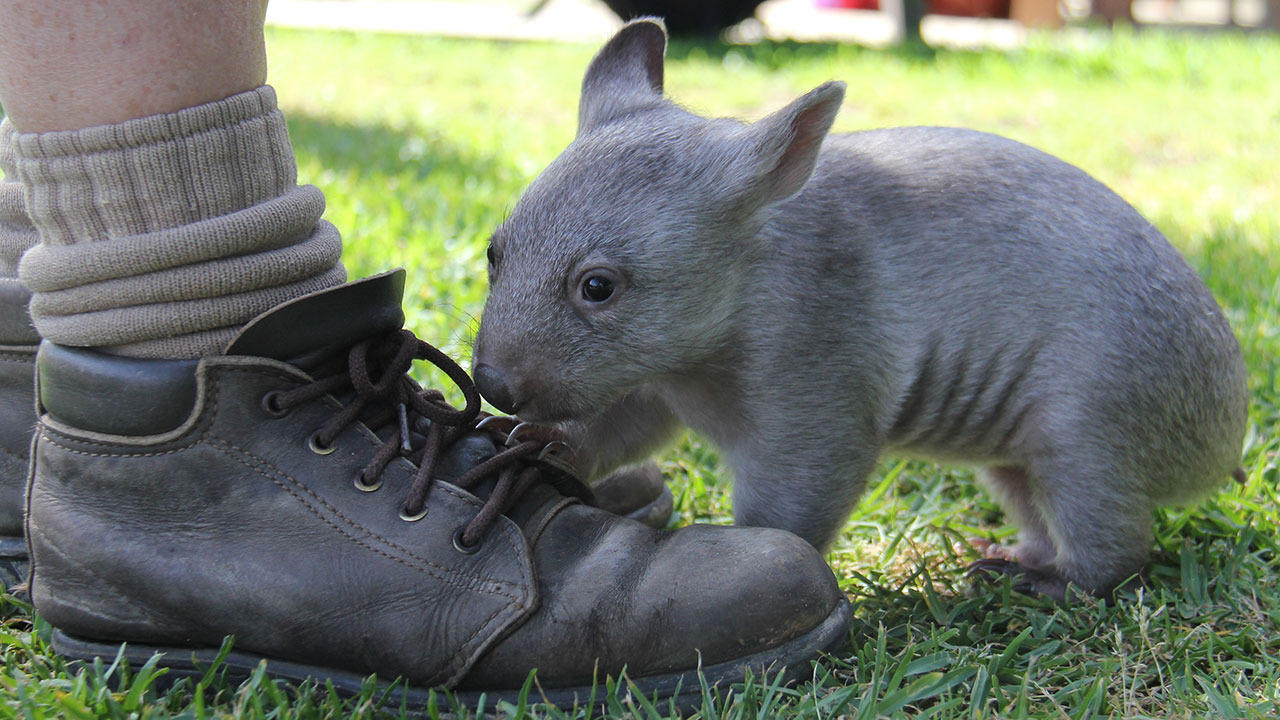 Orphaned Baby Wombat Meets a man who changes his life for good – HealthZap