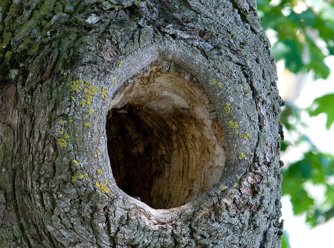Loggers make a strange discovery In The Middle Of A Hollow Tree – HealthZap