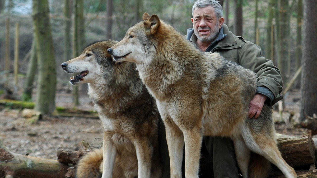 Man Bonds With Wild Wolves And Attains Something That No Other Animal ...