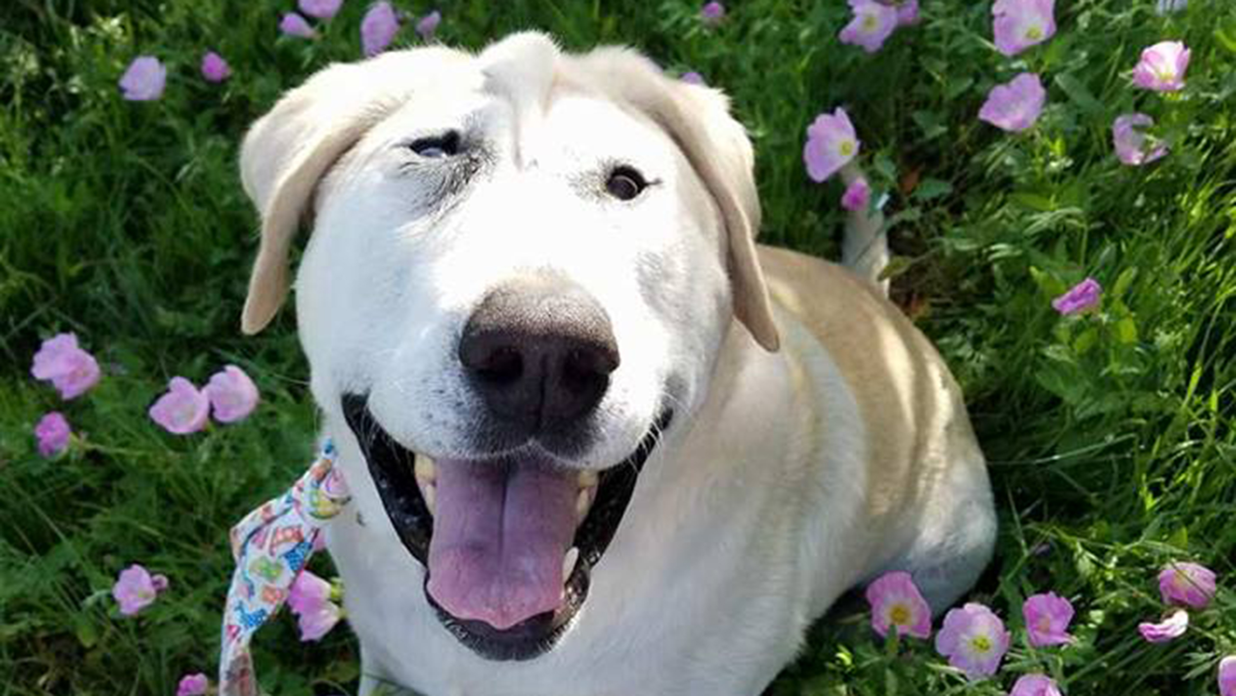 This Dog’s Appearance Made Him A Victim Of Neglect But In Due Time ...