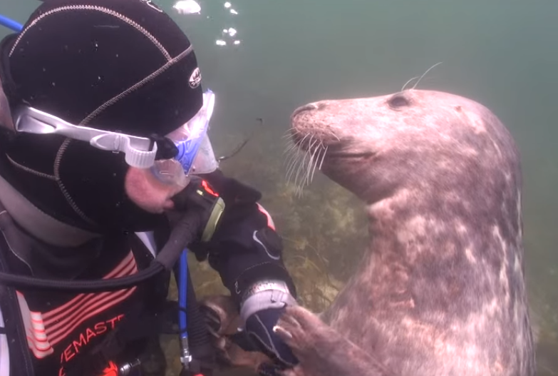 A Couple Of Seals Start Circling Around An Underwater Diver And Ask For ...