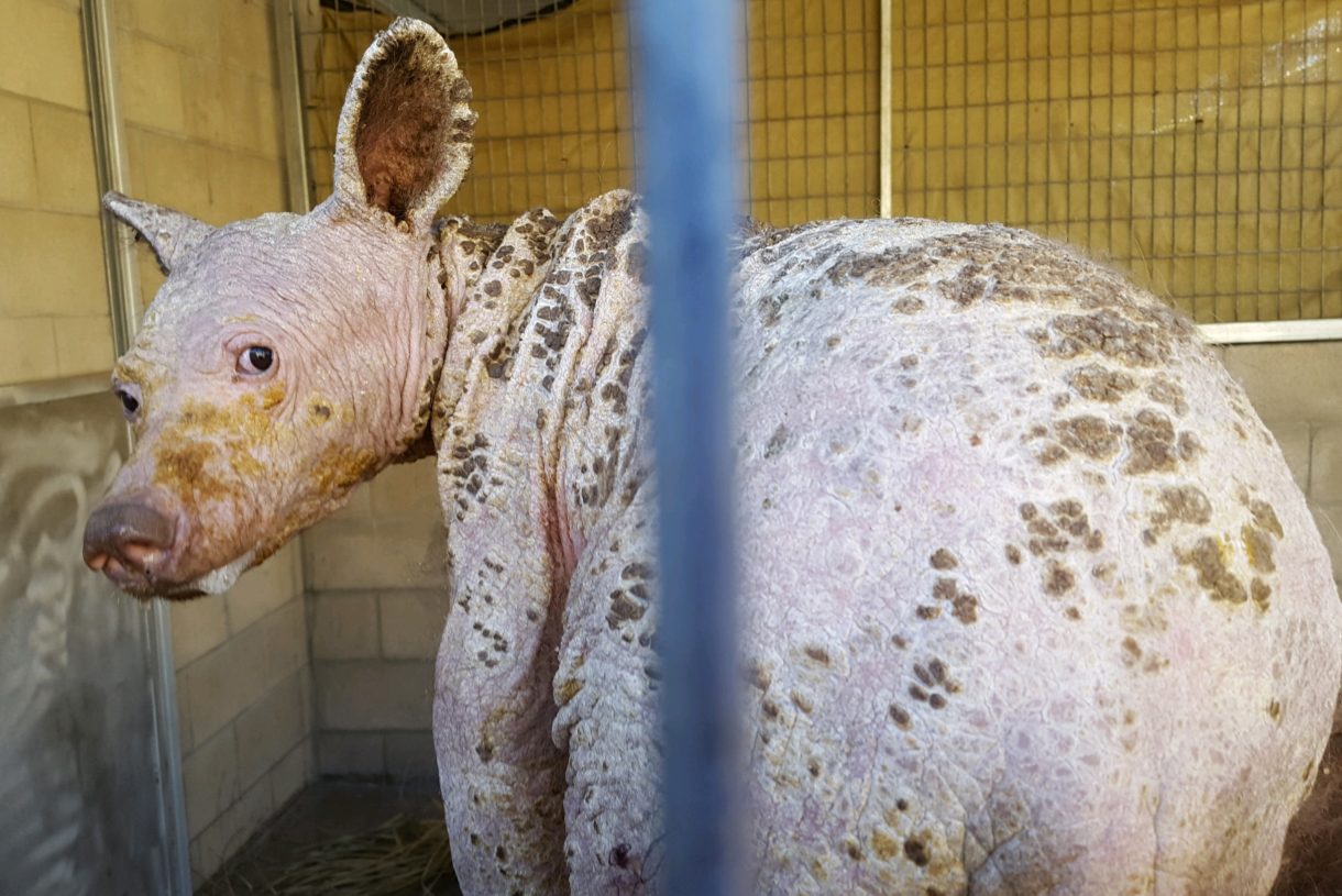 weird bald creature roaming on the streets of California turns out to ...