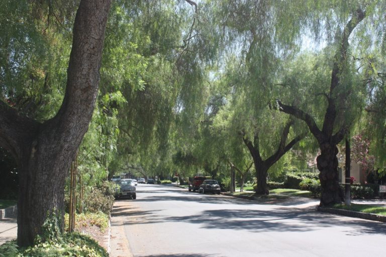 weird bald creature roaming on the streets of California turns out to ...
