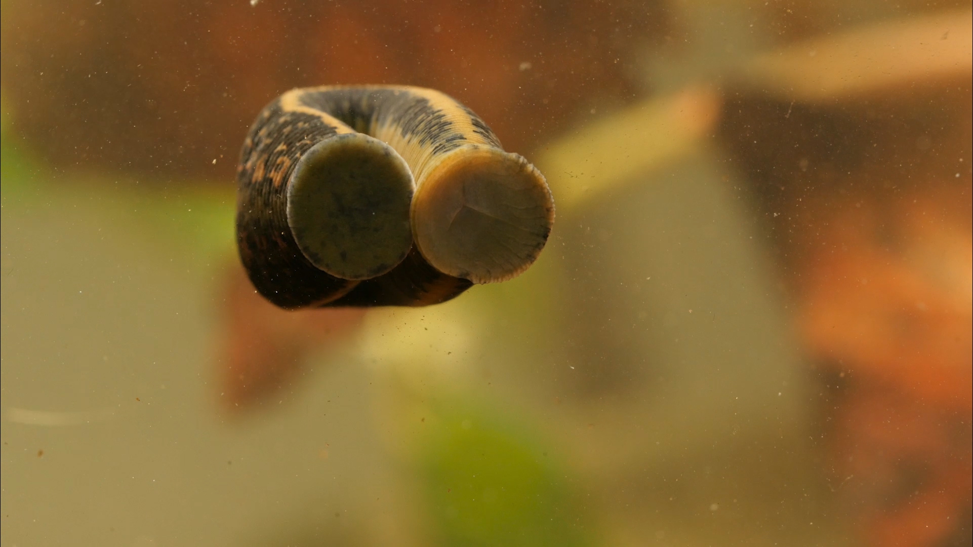 Cops catch a strange Man At Toronto Airport and are surprised even more ...